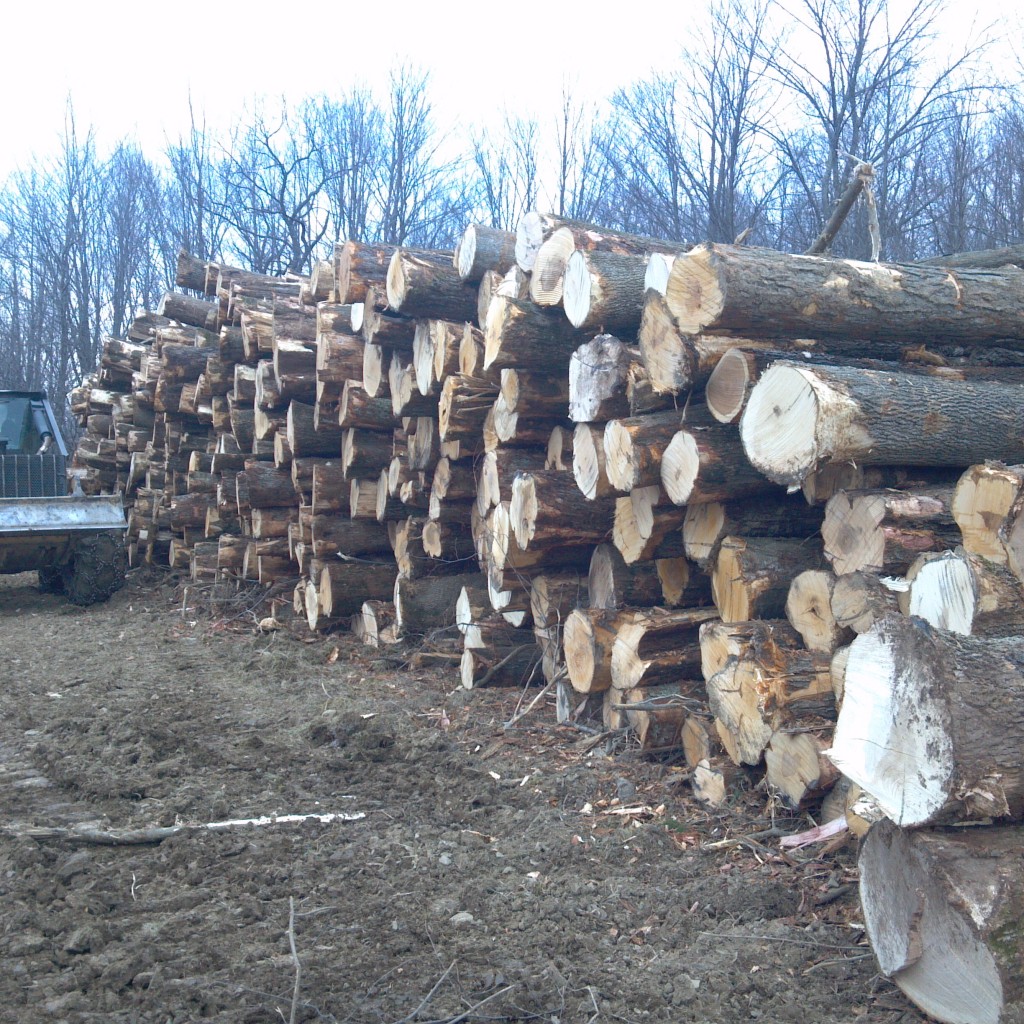 Gallery @ Schaefer Enterprises